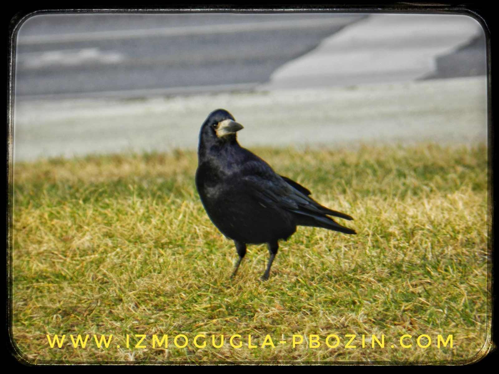 Vrana, gavran, ili gačac?Znate li razliku? - Iz mog ugla - P.Božin